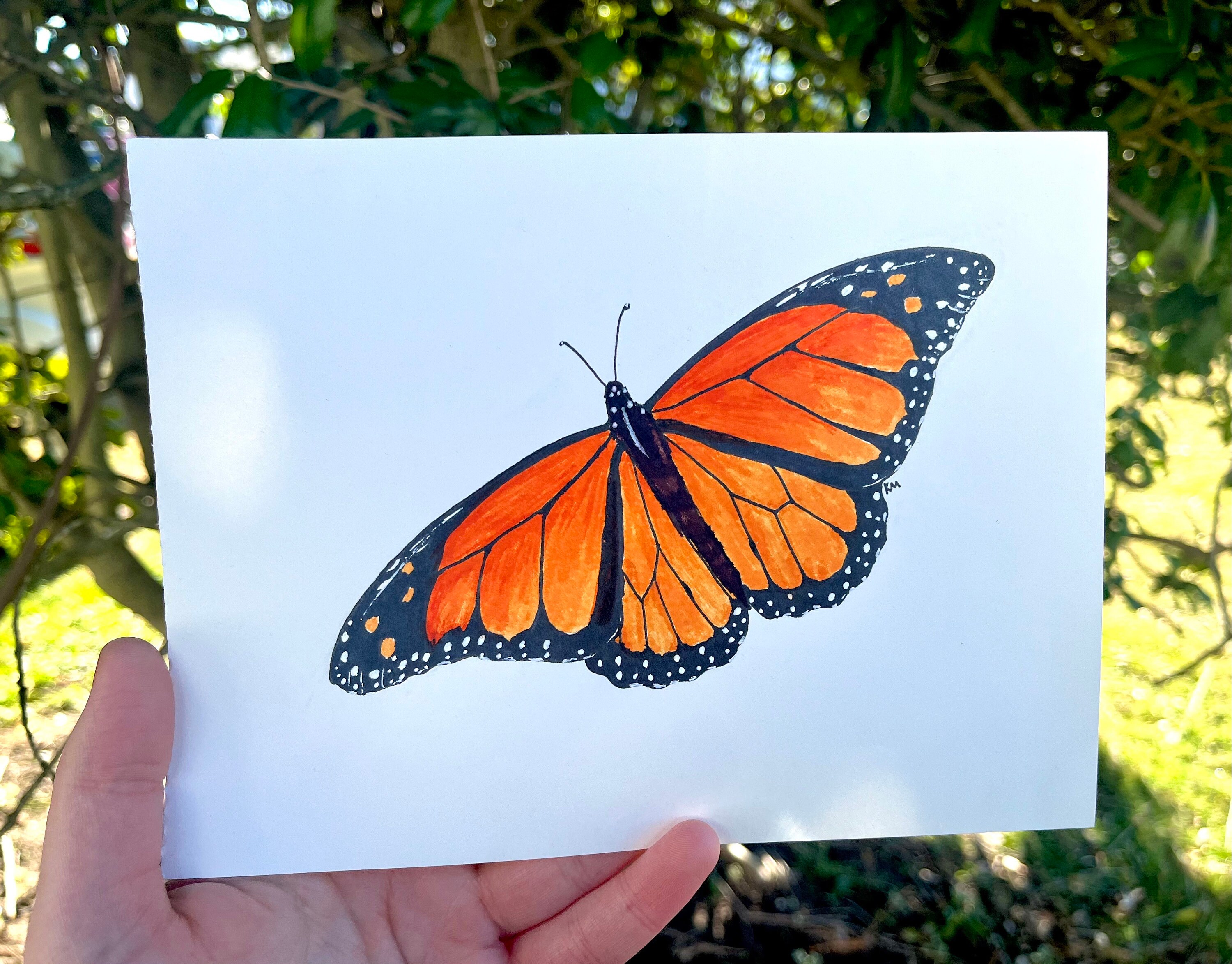Monarch Butterfly Small Original Marker Drawing, Danaus Plexippus ...