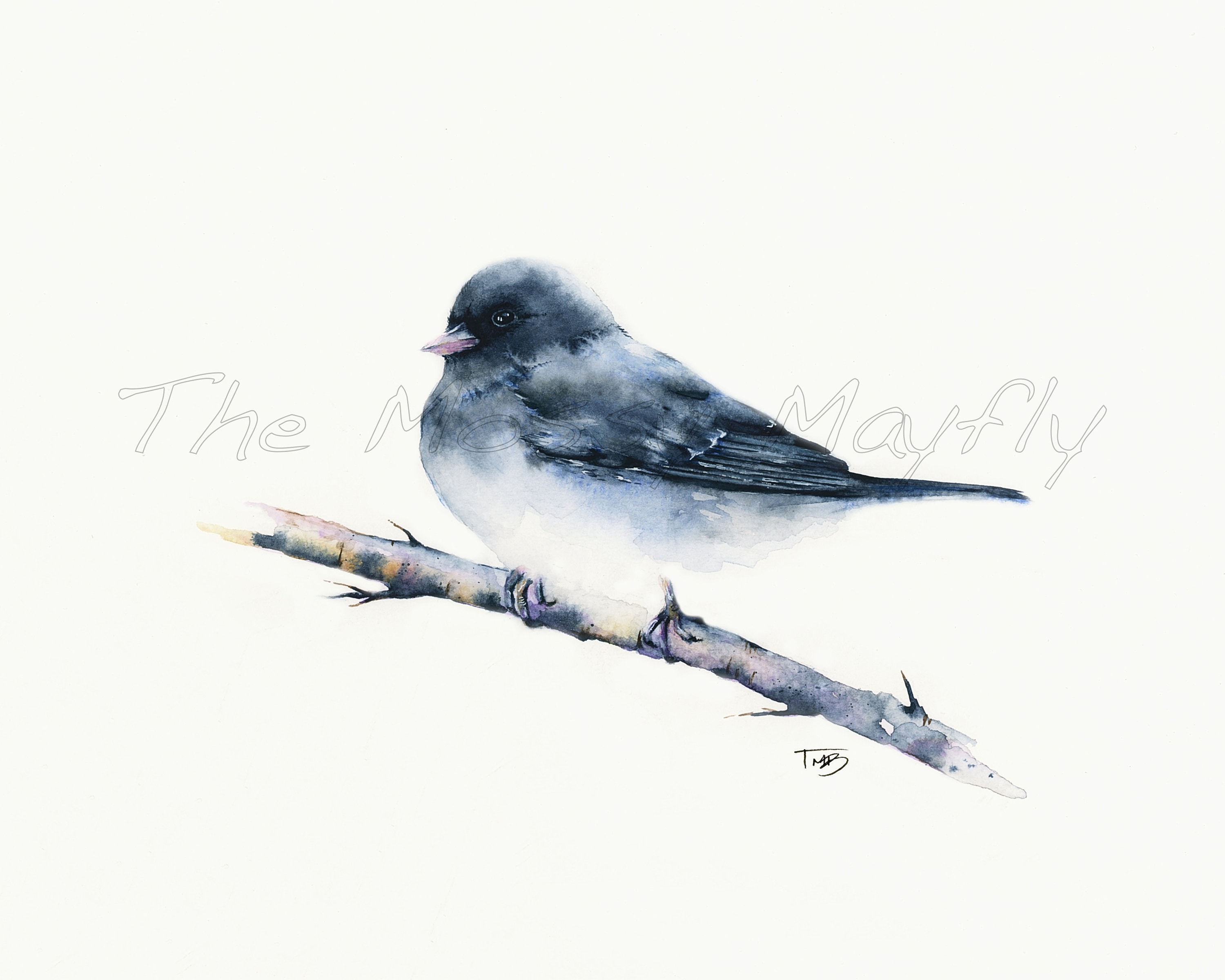 Male Dark-eyed Junco - Watercolor Print - Etsy