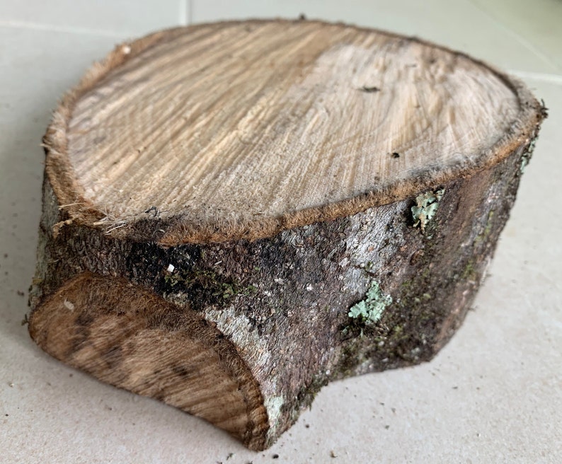 Magnolia Craft Wood for Woodworking, Crafts, Carving, Hobbies and More ...