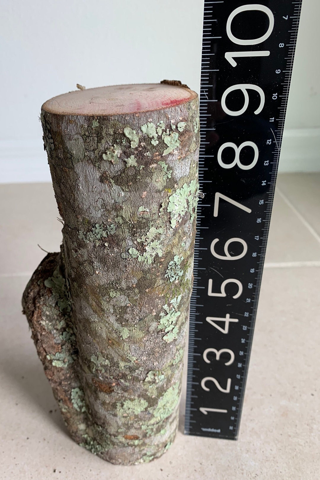 Magnolia Craft Wood for Woodworking, Crafts, Carving, Hobbies and More ...