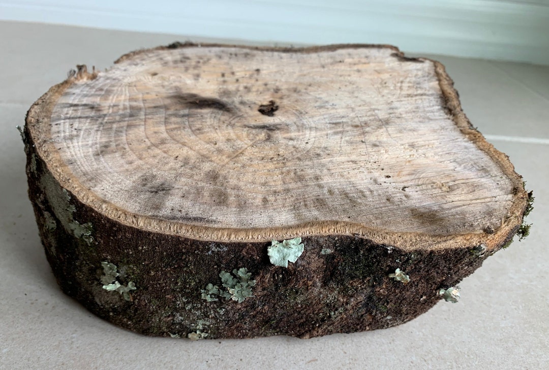 Magnolia Craft Wood for Woodworking, Crafts, Carving, Hobbies and More ...