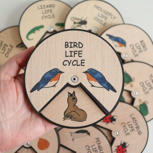 Wooden Life Cycle Wheel: Montessori Educational Toy (12 Cm) - Etsy