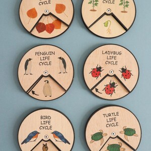 Wooden Life Cycle Wheel: Montessori Educational Toy (12 Cm) - Etsy