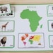 Montessori Animals and Continents Cards/montessori Flash Card/ Animals ...