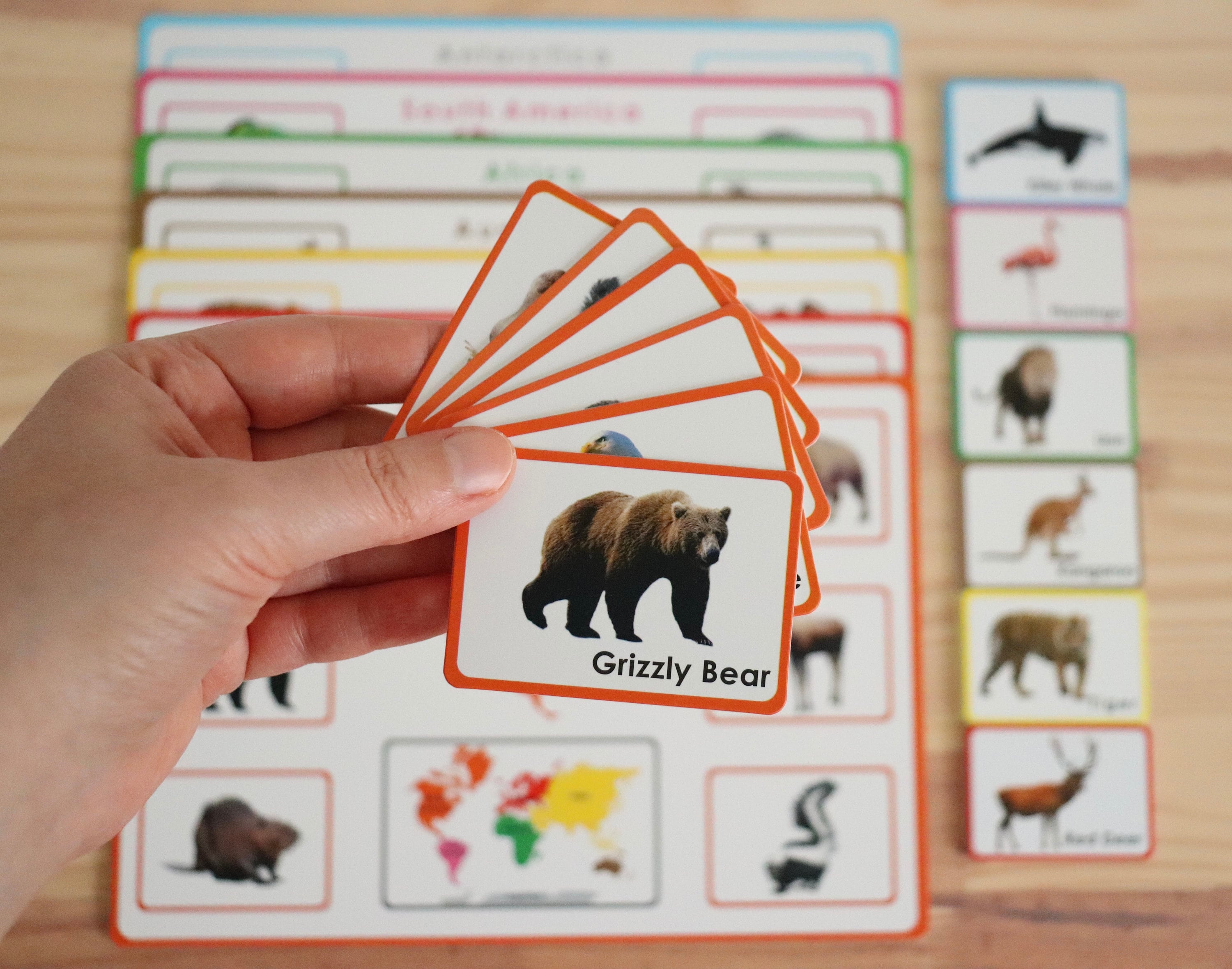 Montessori Animals and Continents Cards/montessori Flash Card/ - Etsy