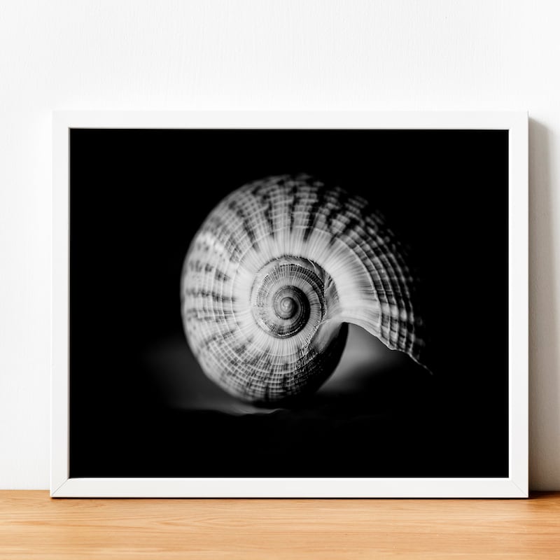 Sea Shell Print - Etsy