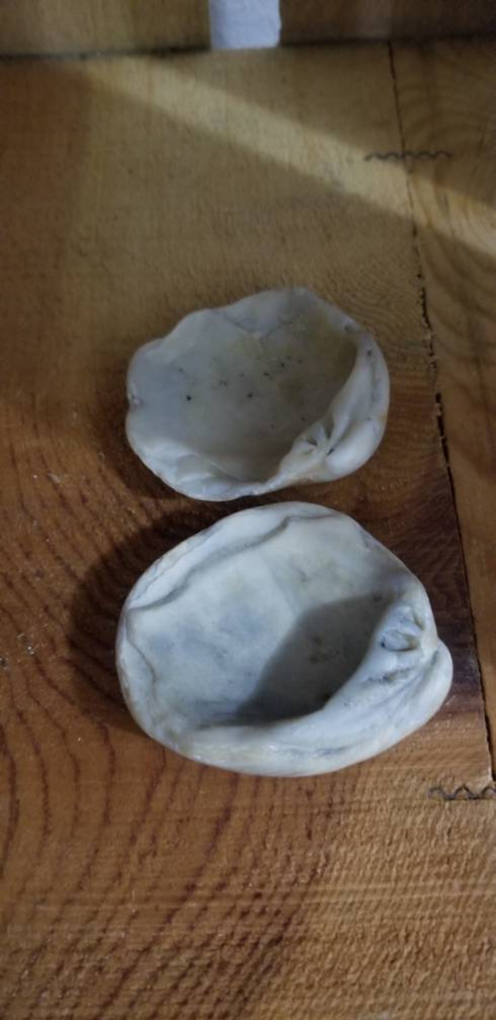 Fossilized Shells - Petrified Sea Shells - Clam Shells - Alter Good ...