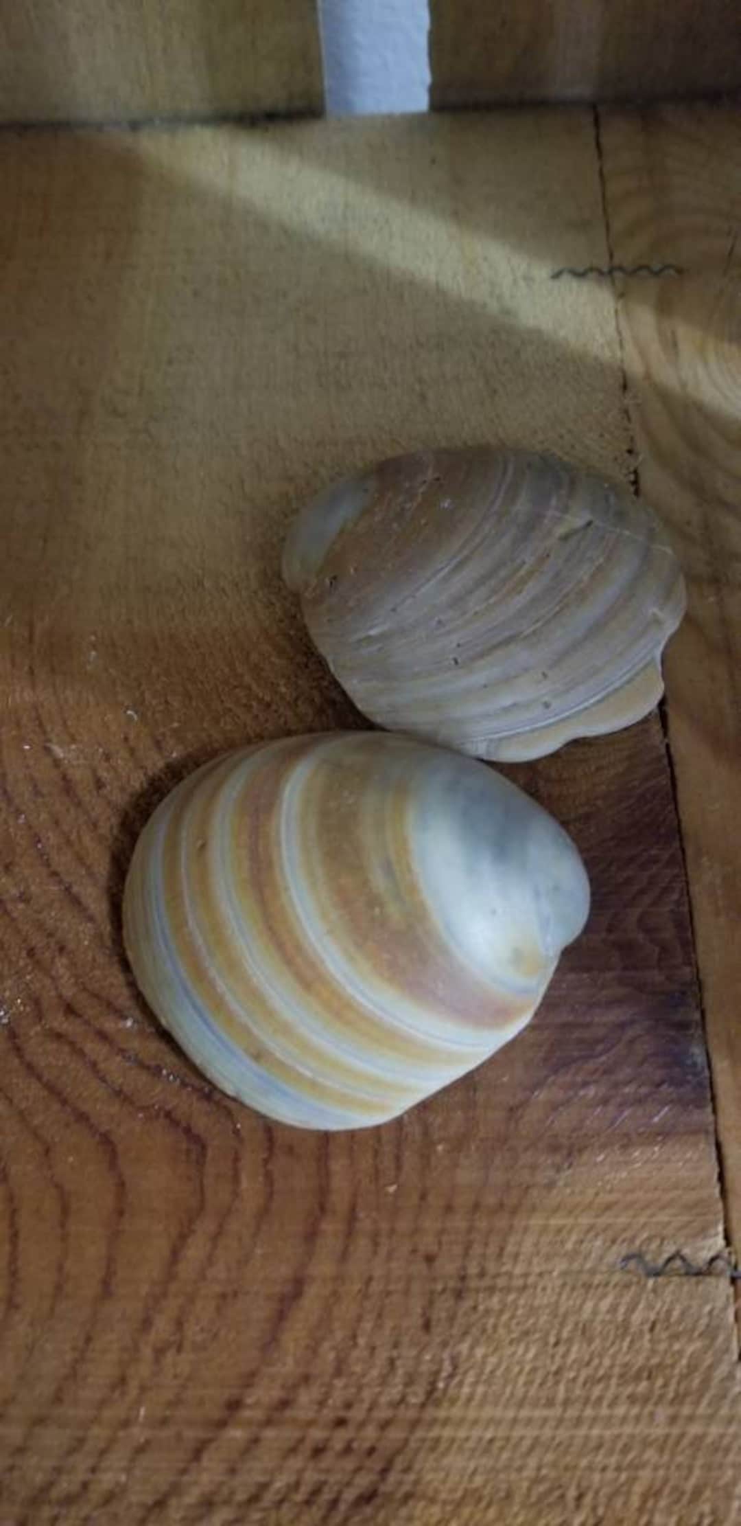 Fossilized Shells - Petrified Sea Shells - Clam Shells - Alter Good ...