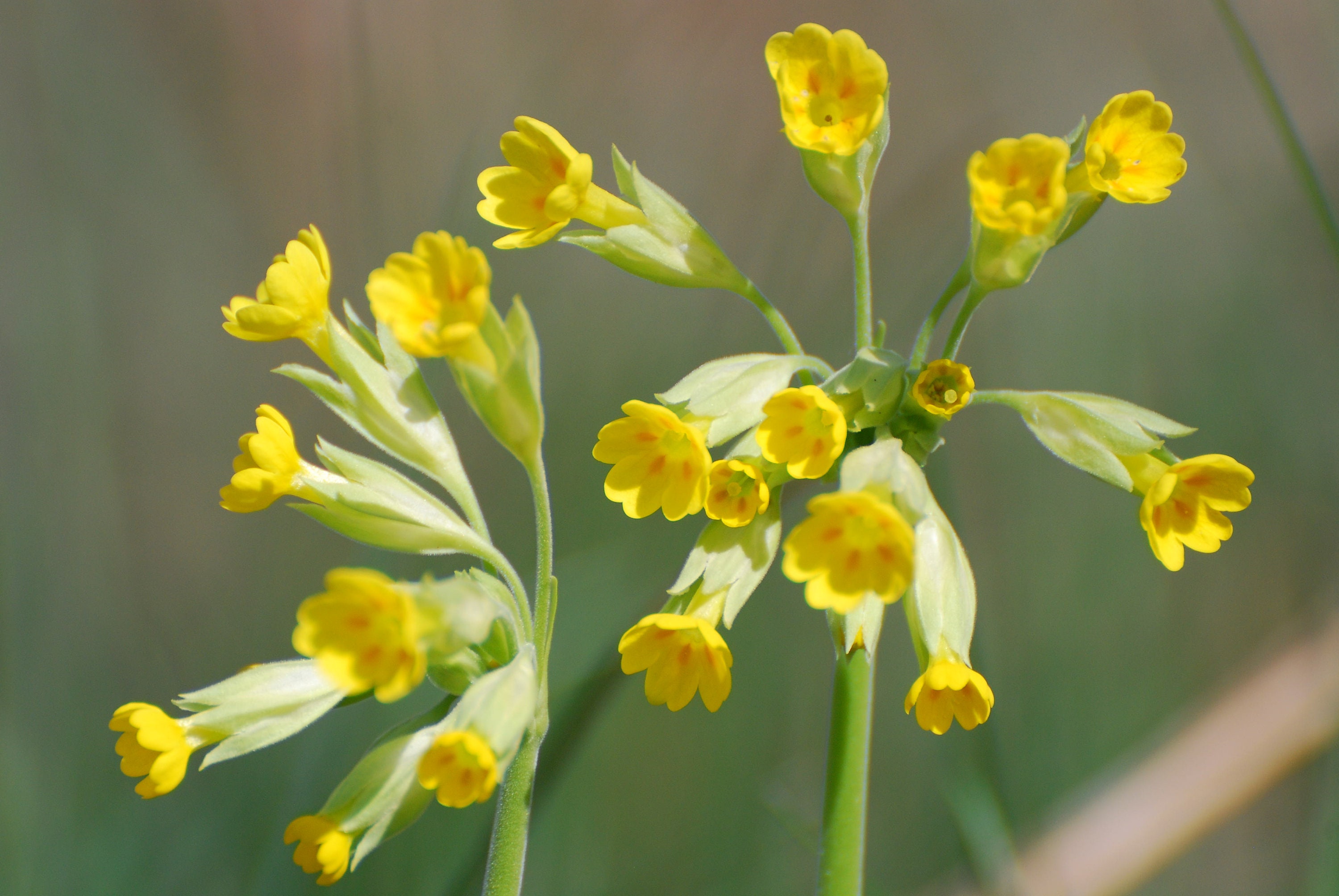 Cowslip Tea - Nordic Hand Picked, Loose Flowers, Sweet Taste, Primrose ...