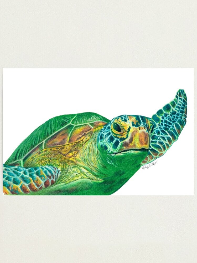 Green Sea Turtles Drawing
