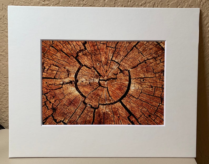 Petrified Wood Tree Stump Photography Art, Wood Stump, Tree Trunk, Tree ...