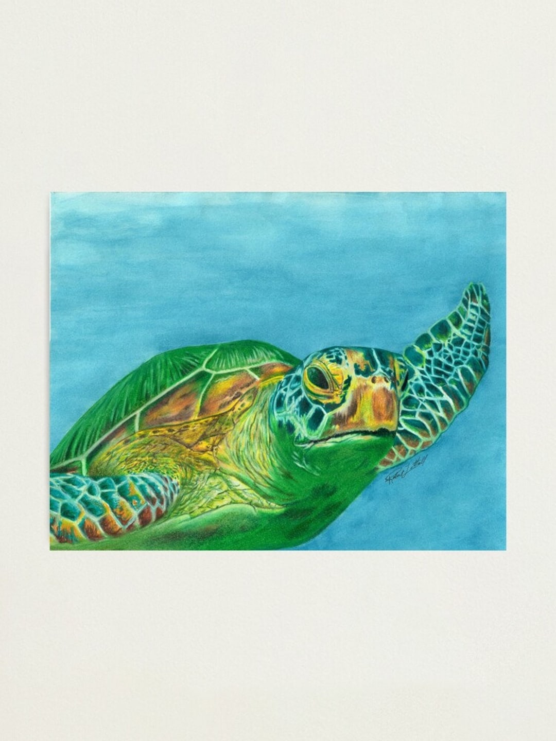 Original Green Sea Turtle Colored Pencil Drawing Illustration ...