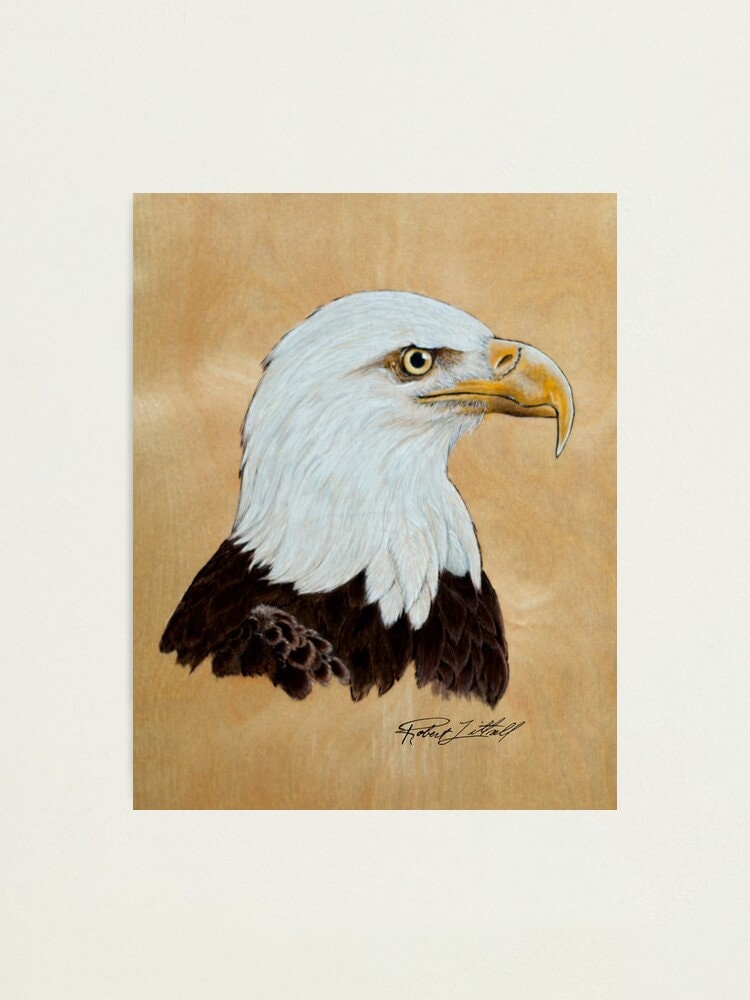 American Bald Eagle, Original Art, Hand-painted Pyrography, Wildlife ...