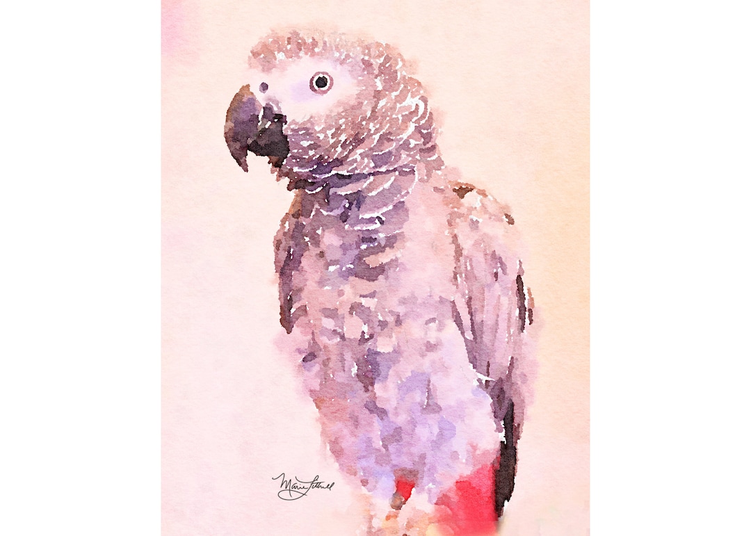 African Grey Parrot Watercolor Painting – Original Bird Art – Exotic ...
