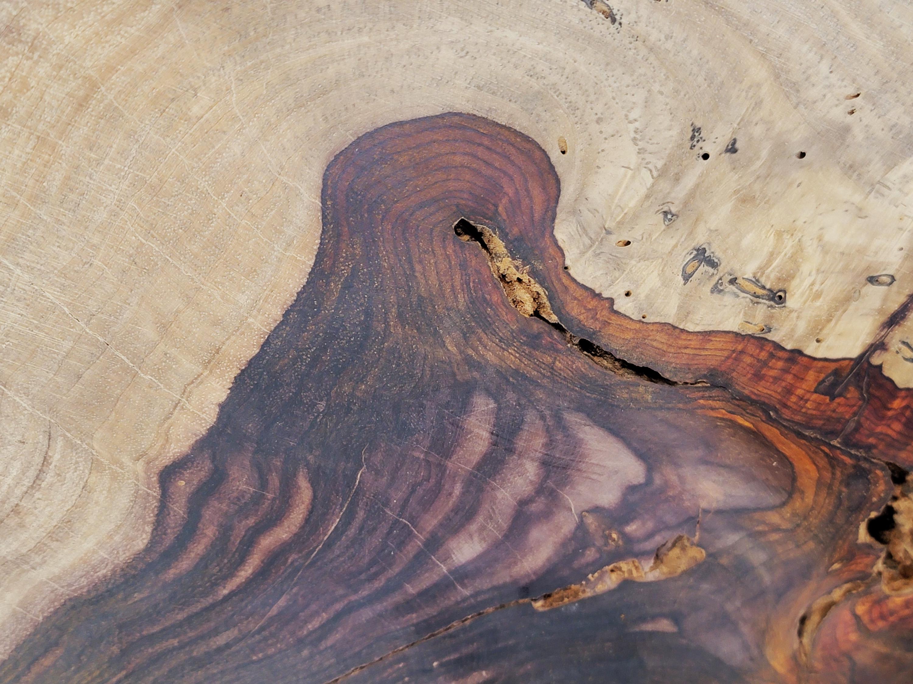 Cocobolo Rosewood Live Edge Slab Crosscut Medallions Exotic Wood Lumber ...