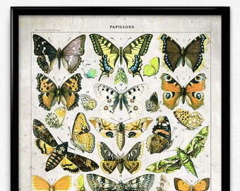 Butterfly Poster French Butterflies Print Insect Art | Etsy