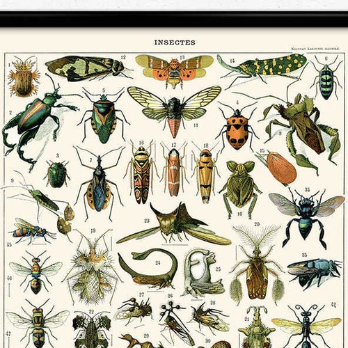 Alphabet Beetles Illustrations Print Vertical ABC Poster - Etsy Israel