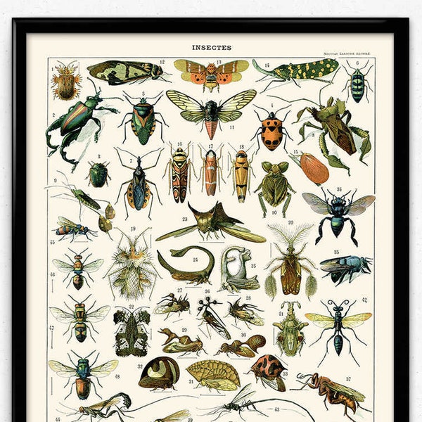 Insect Poster - Etsy