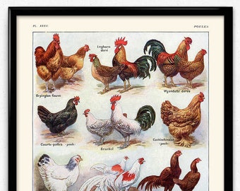 Kippen rassen poster - Etsy Nederland
