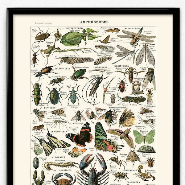 Insect Poster - Etsy