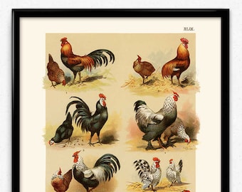 Vintage Chicken Art - Etsy