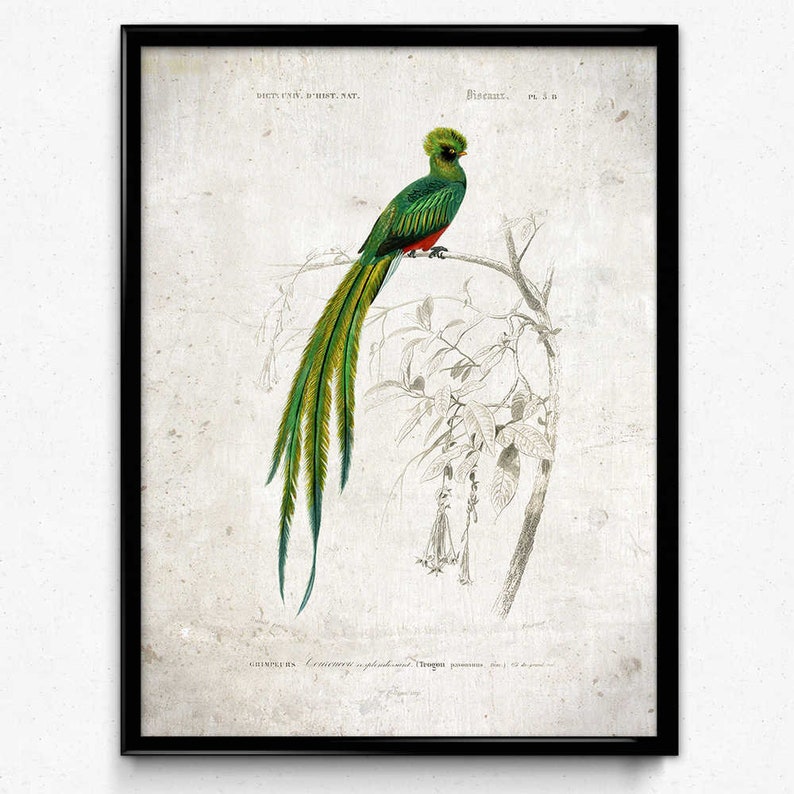 Quetzal Bird Vintage Print Instant Download Bird Poster - Etsy