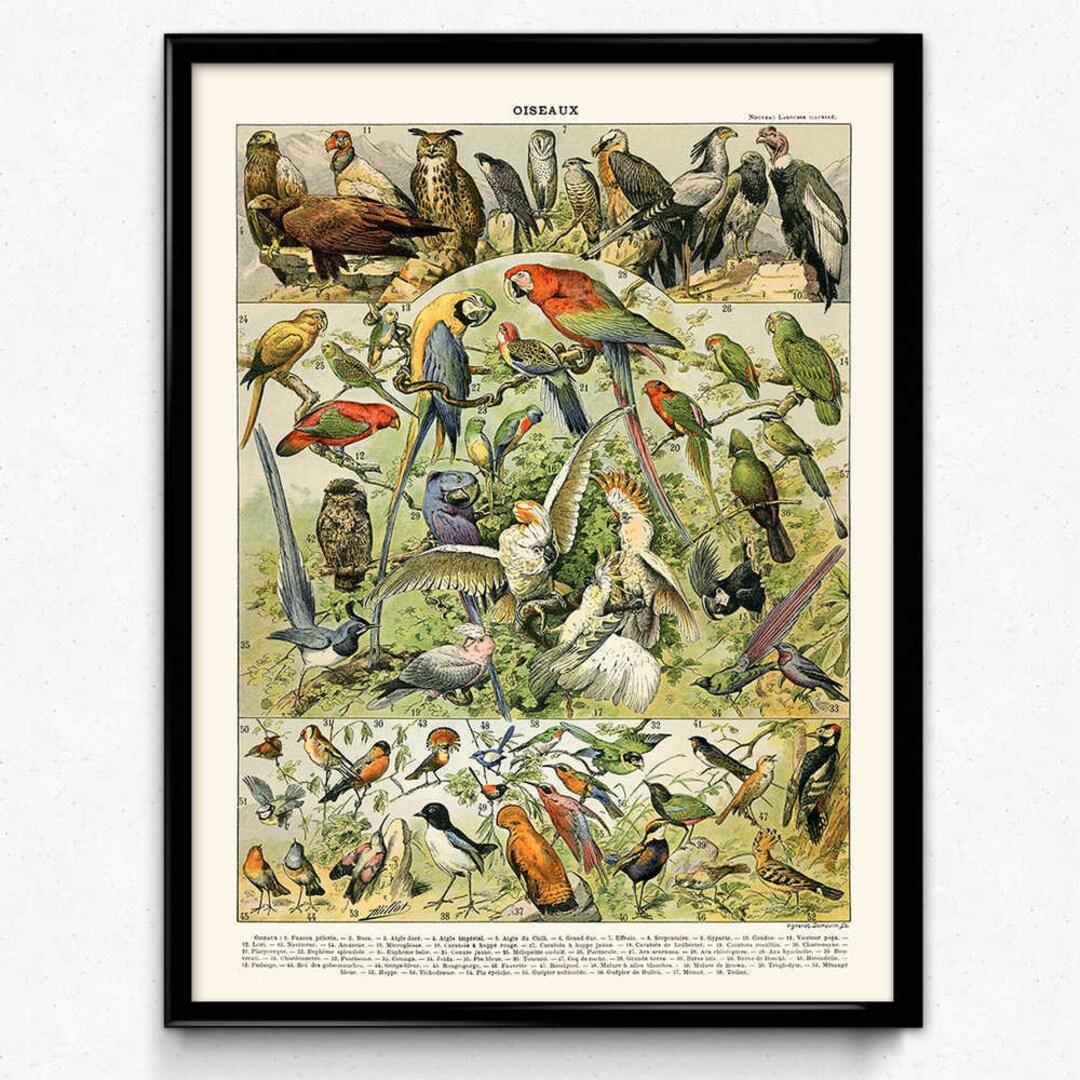 Aviary Bird Vintage Print 1 Instant Download Bird Poster Bird Art Bird ...