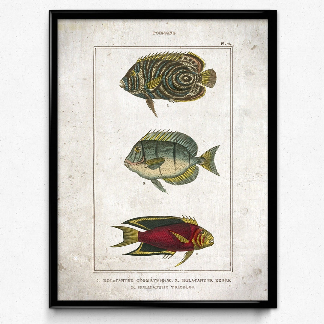 Bunte Fisch Vintage Print 4 instant Download Fisch Poster Fisch Kunst ...