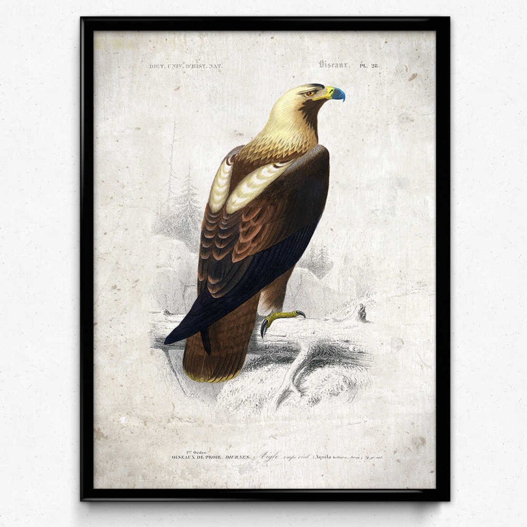 Eagle Vintage Print Instant Download Eagle Poster Eagle Art Eagle ...