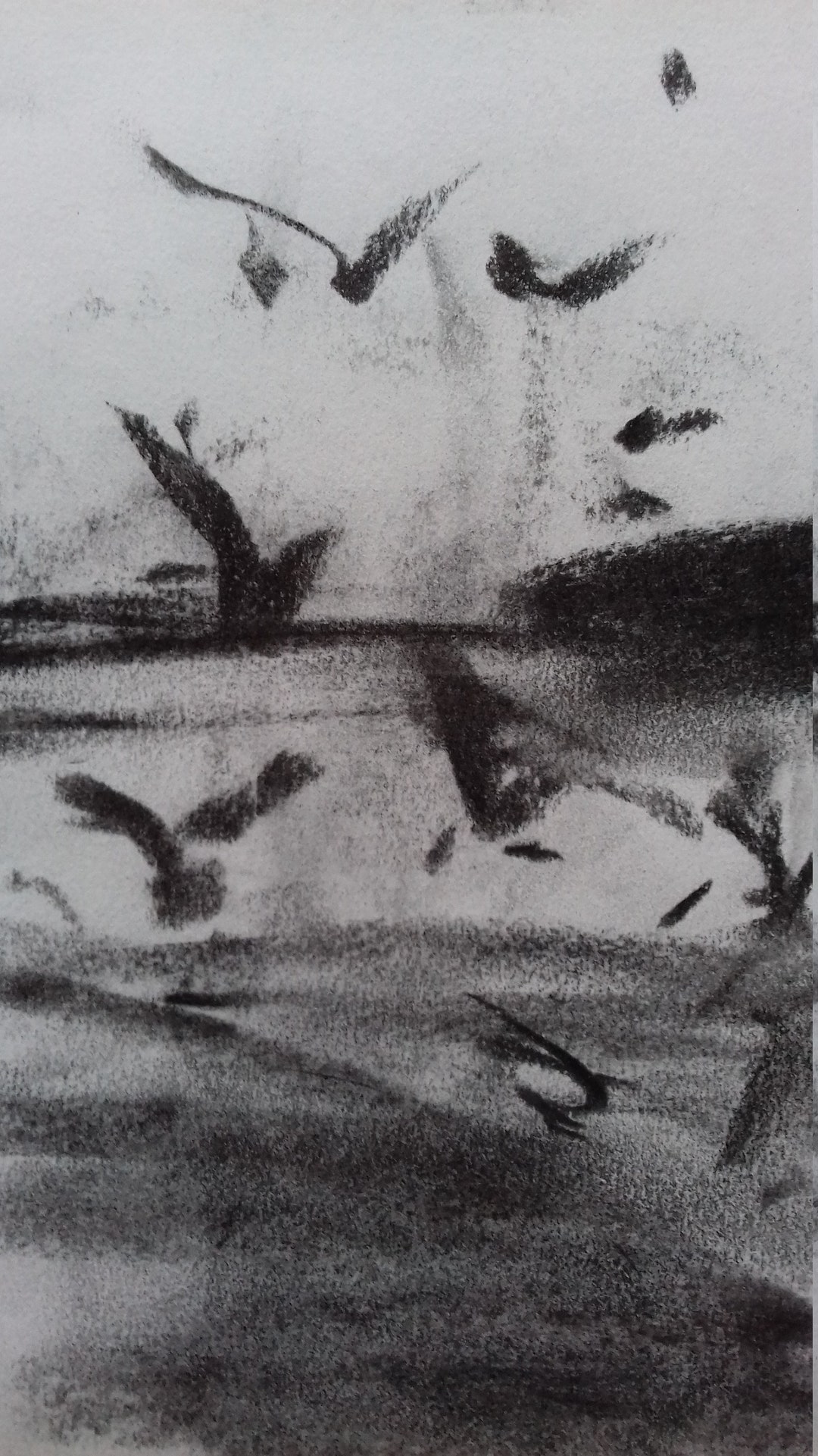 Charcoal Drawings Seagulls Studies From Life North Wales Llanduno Scene ...