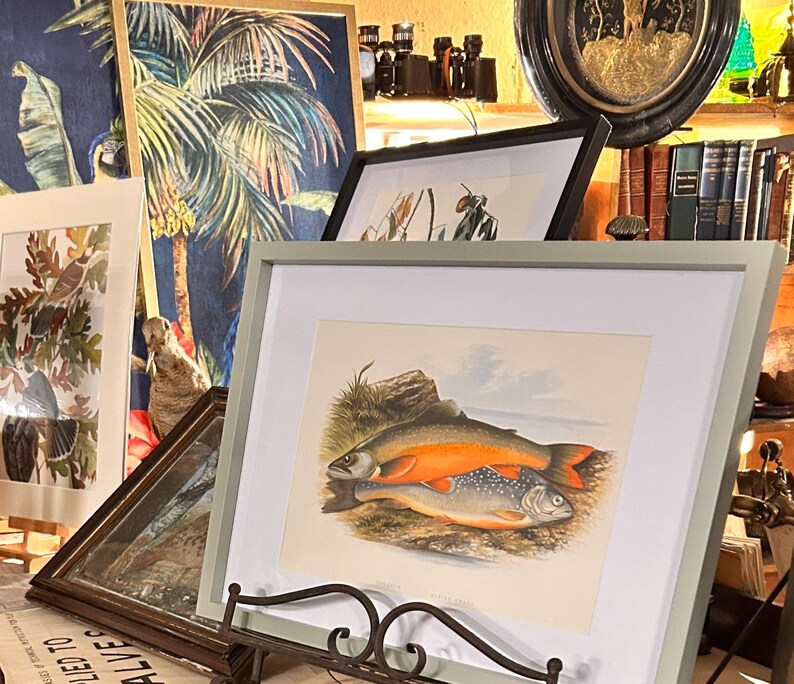 19th Century British Freshwater Fish 'sea Lamprey' Wall Art Print 19th ...