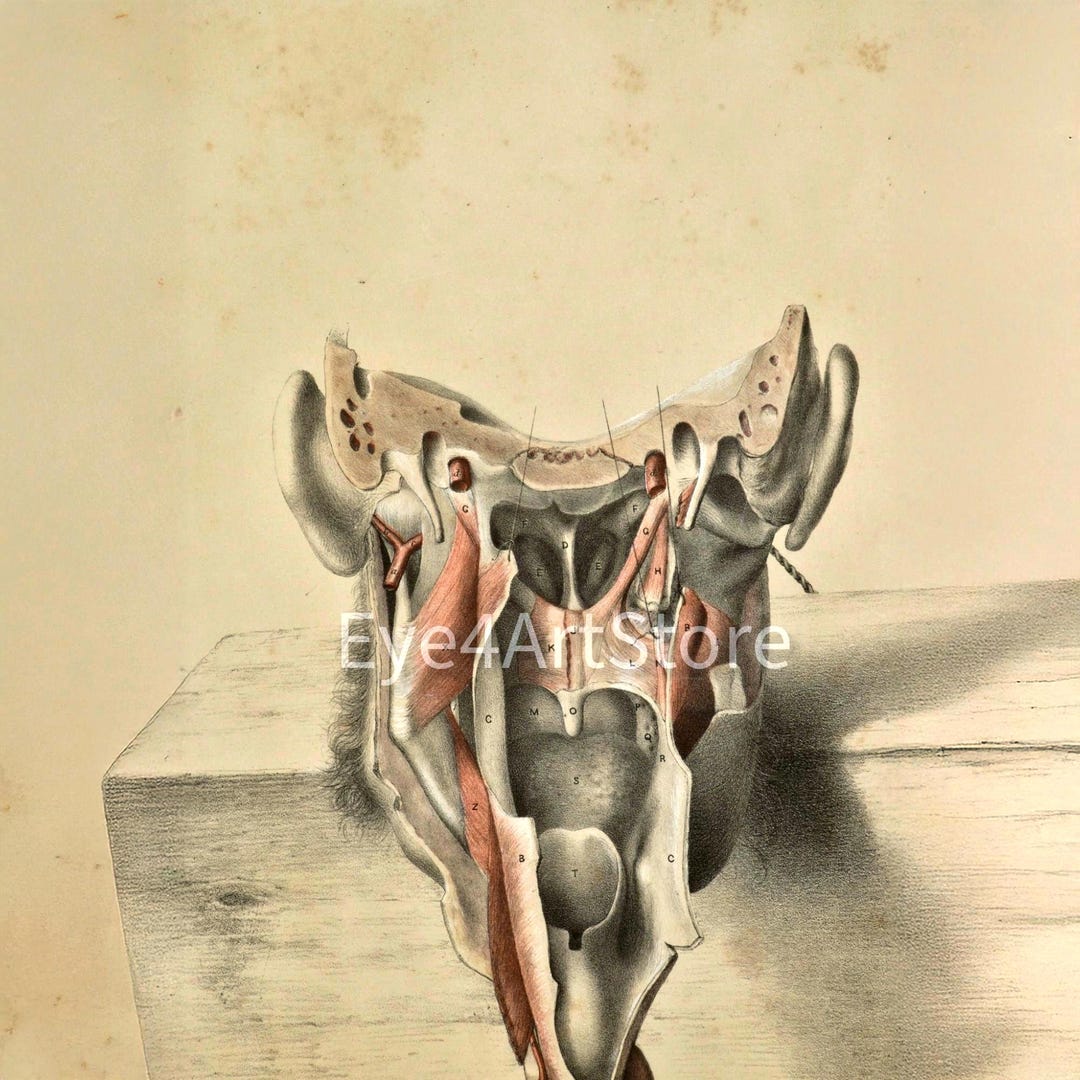 Original Anatomical Medical Dissection Illustration - Ford - Antique ...