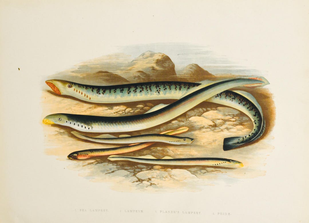 British Freshwater Fish 'sea Lamprey' Wall Art Print 19th Century ...