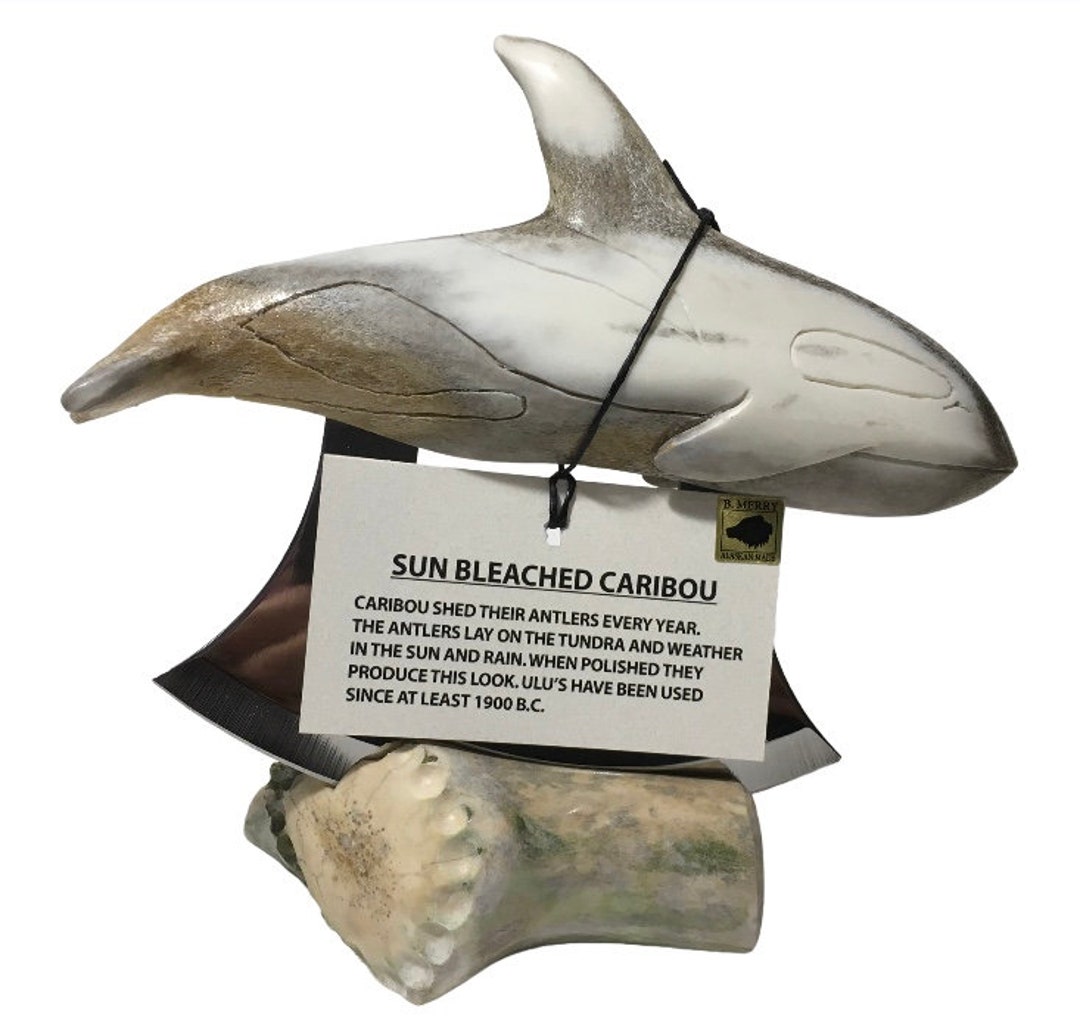 Made in Alaska Sun Bleach Carved Lrg Size Orca Whale Caribou Antler Ulu ...