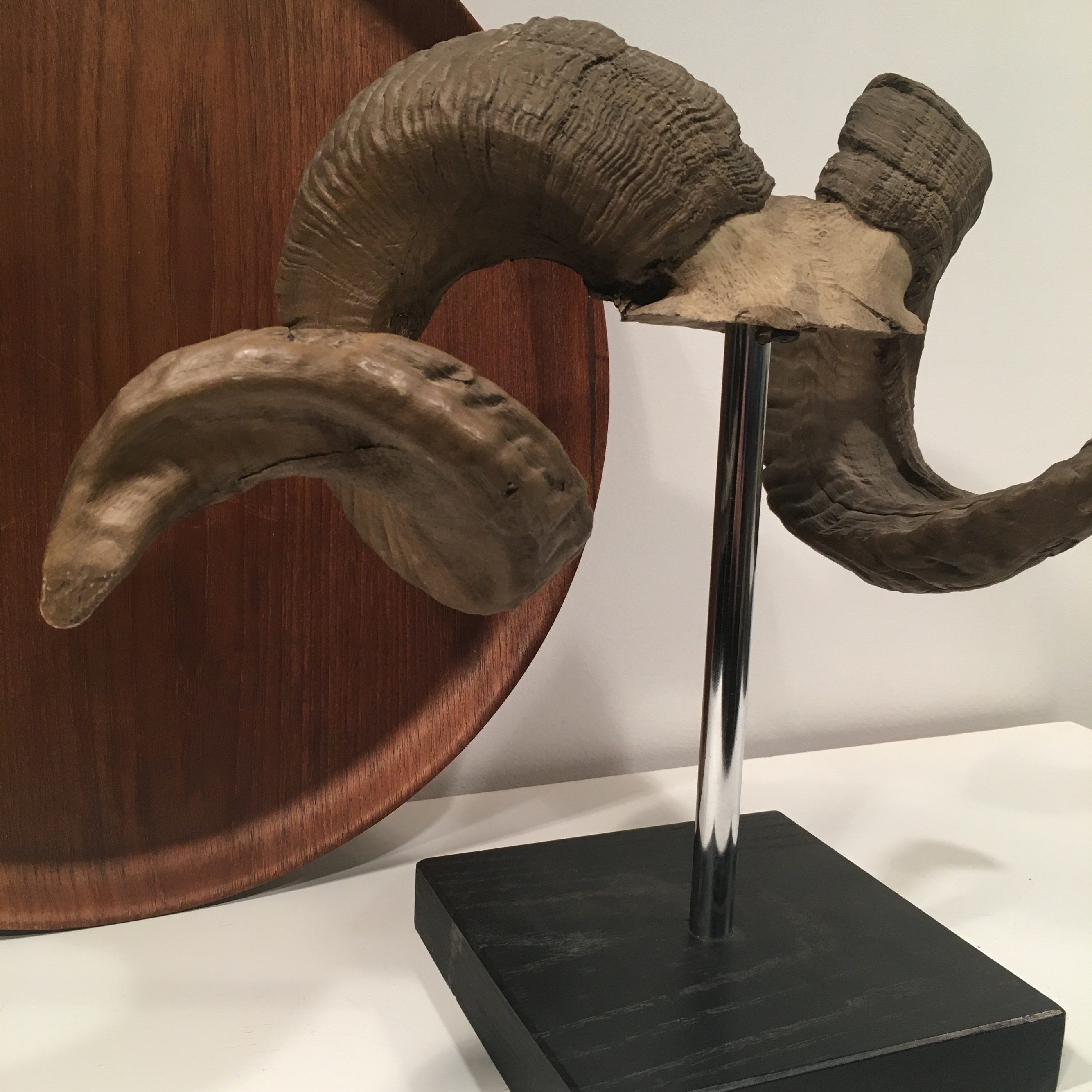 Resin Casted Ram Horns // Horns // Antlers - Etsy UK