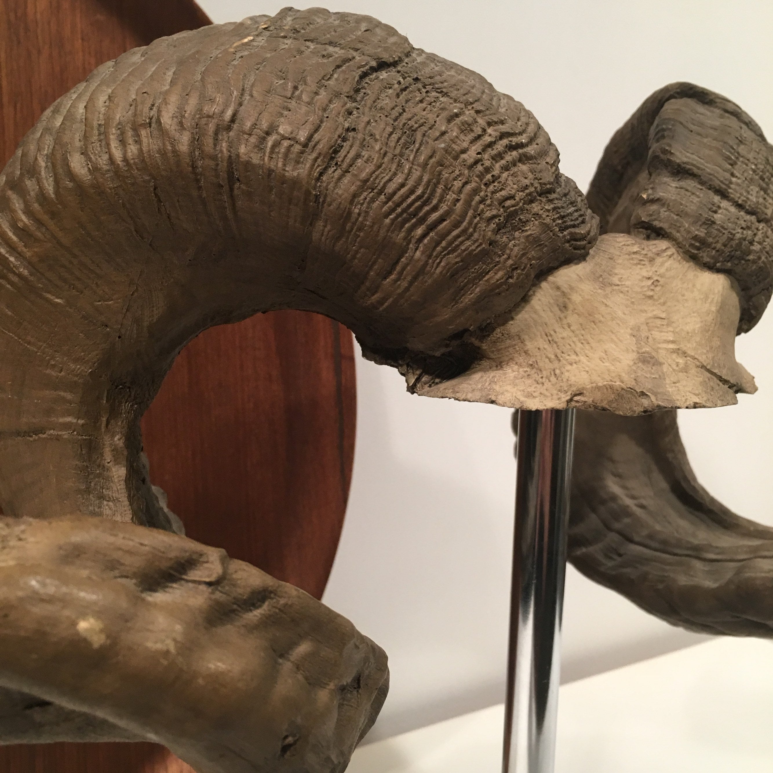 Resin Casted Ram Horns // Horns // Antlers - Etsy UK