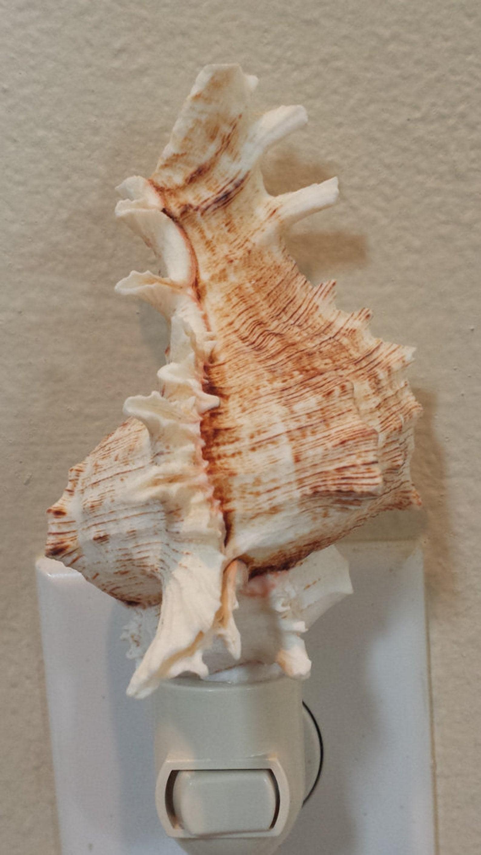 Seashell Night Light, Murex Shell Lamp, Beach Bathroom Light, Coastal ...
