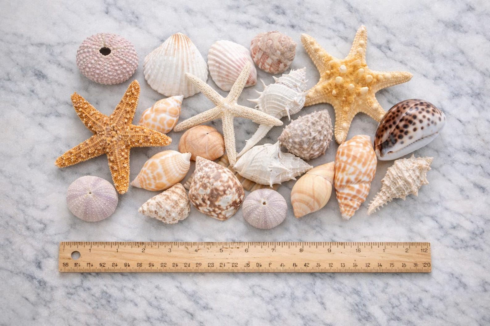 Assorted Seashells Pack of 18, Natural Mixed Beach Shells, Coastal ...