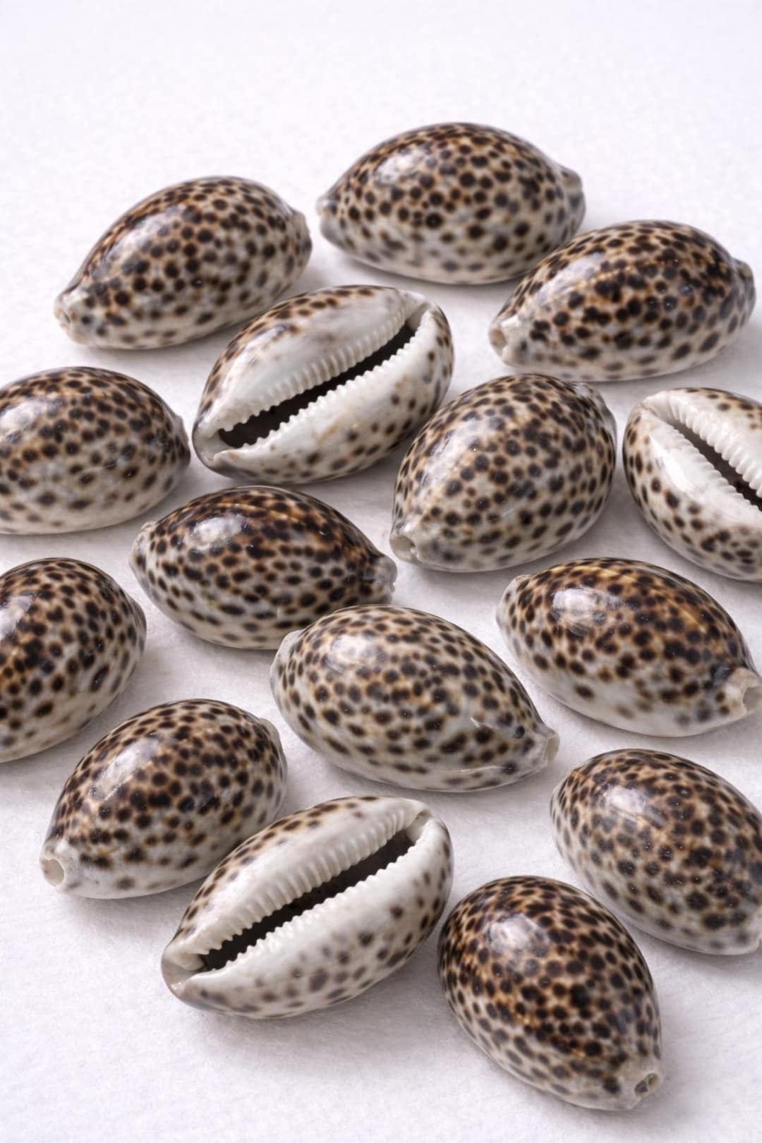 Pack of 15 Real Tiger Cowrie Shells 2-3.5” Natural Tiger Cowrie Shells ...
