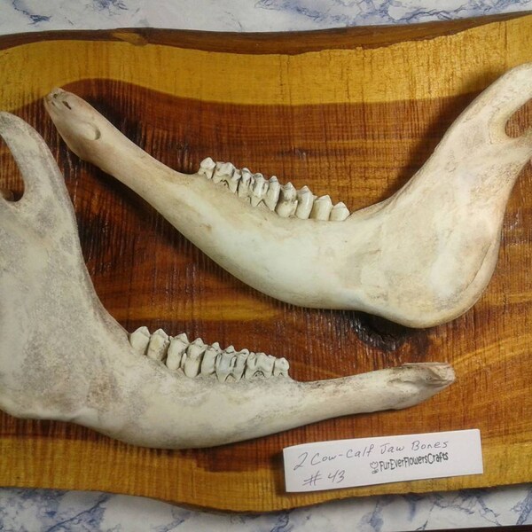 Real Cow Skull - Etsy