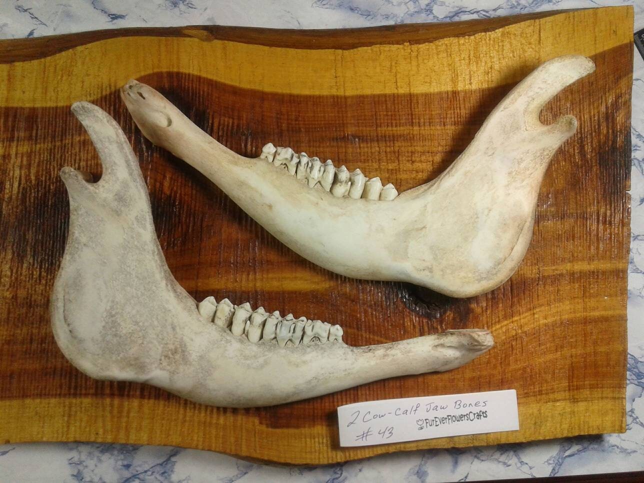 Cow Bone/Calf Jaw/Matched Set/Found/Real Bone/Skull/Domestic | Etsy
