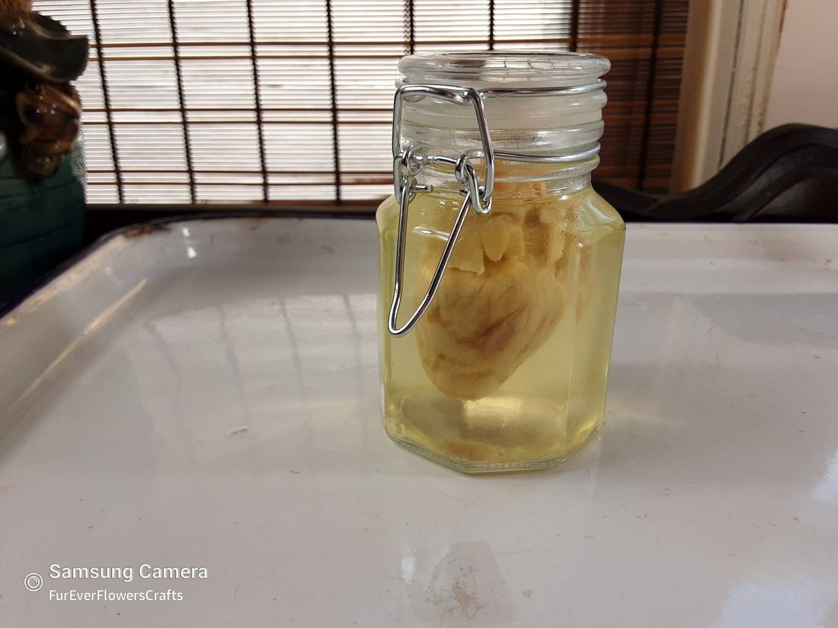 Taxidermy & Curiosities FZR Cow calf heart Wet Specimen Preserved ...