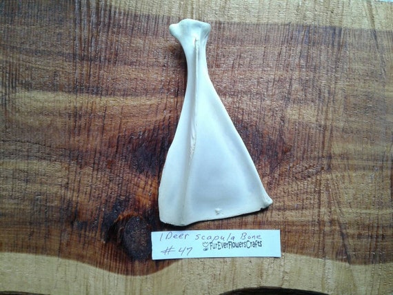 Deer Scapula Bone/Large/Scapula Bone/Shoulder Blade/Bone/Real | Etsy