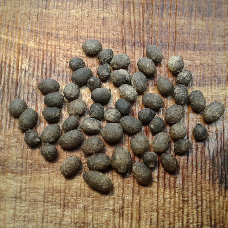 Real Poop - Etsy