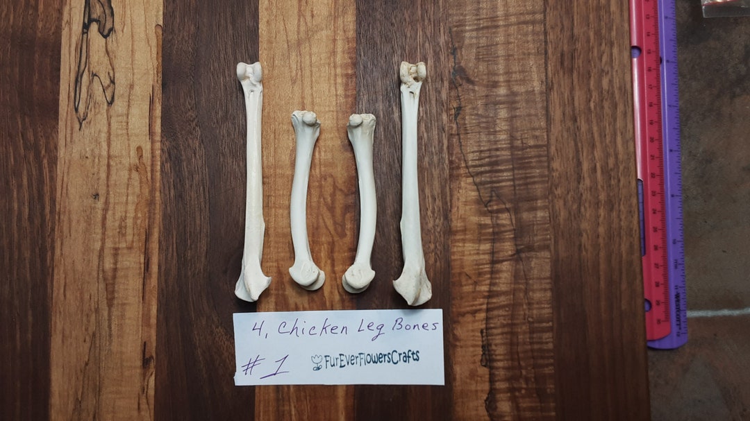 Chicken Leg Bones/4 Pack/real Bones/leg Bones/real Bird Bones/ - Etsy