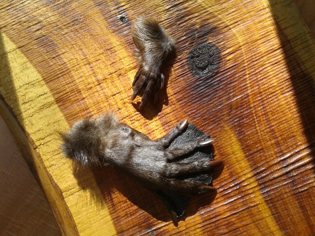 Beaver Feet/2 Beaver Feet/beaver Foot/mummified - Etsy