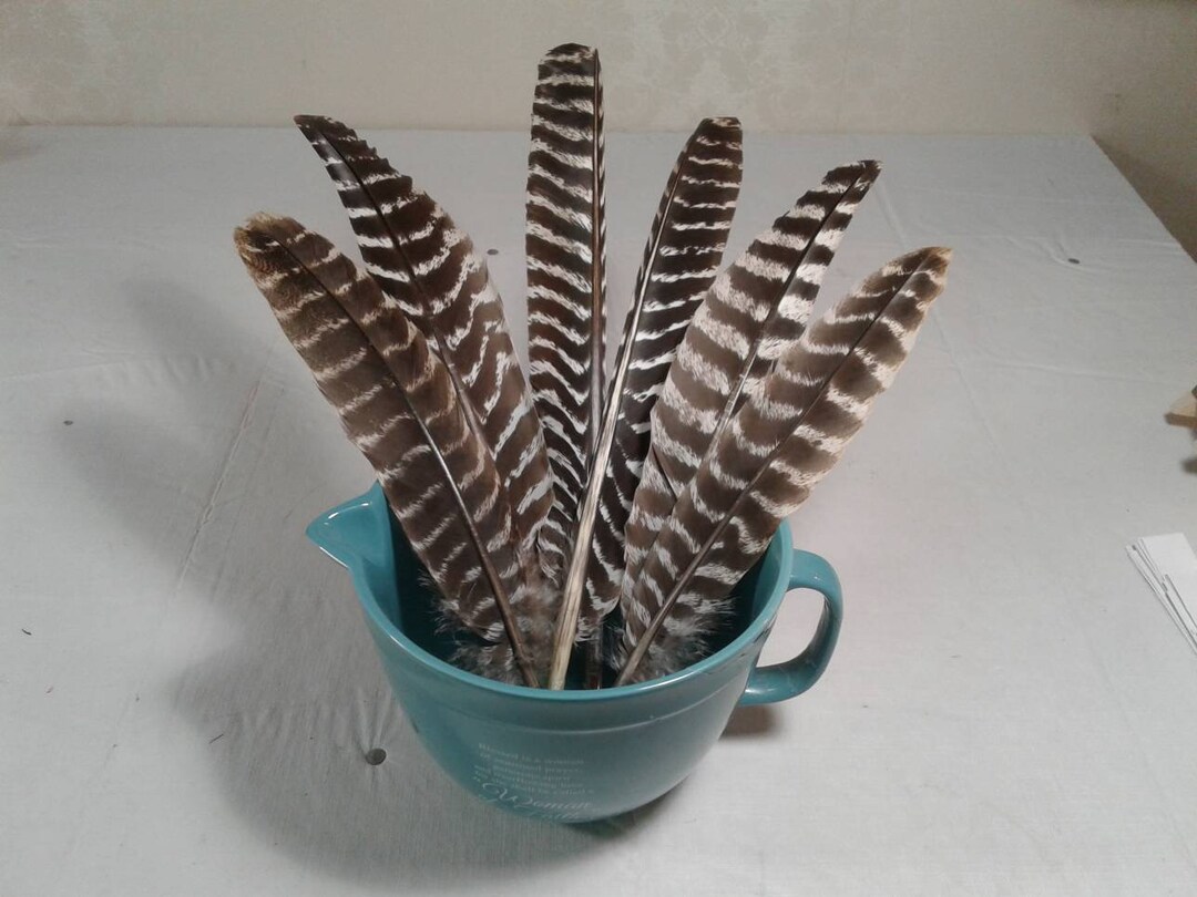 Wild Turkey Feathers/6 Large Wing Feathers/real - Etsy