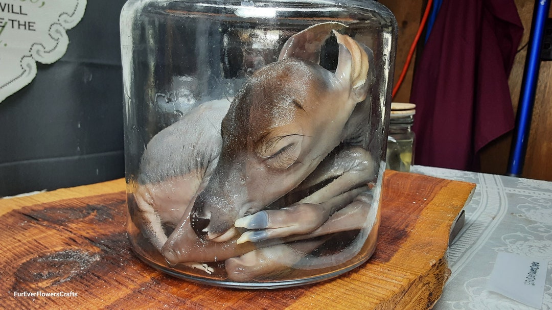 Wet Fetal Deer/real/baby Deer/wet Specimen/glass Jar/ - Etsy