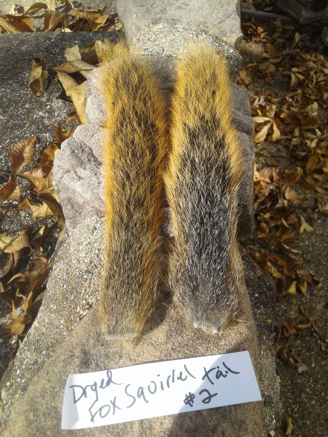 Fox Squirrel Tail/1 Tail/fox Squirrel/real/fly Tying Fur/fly Fishing ...
