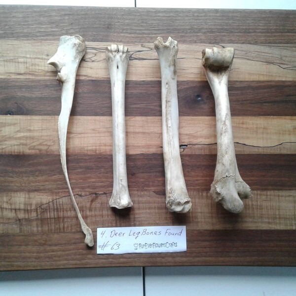 Deer Leg Bone - Etsy